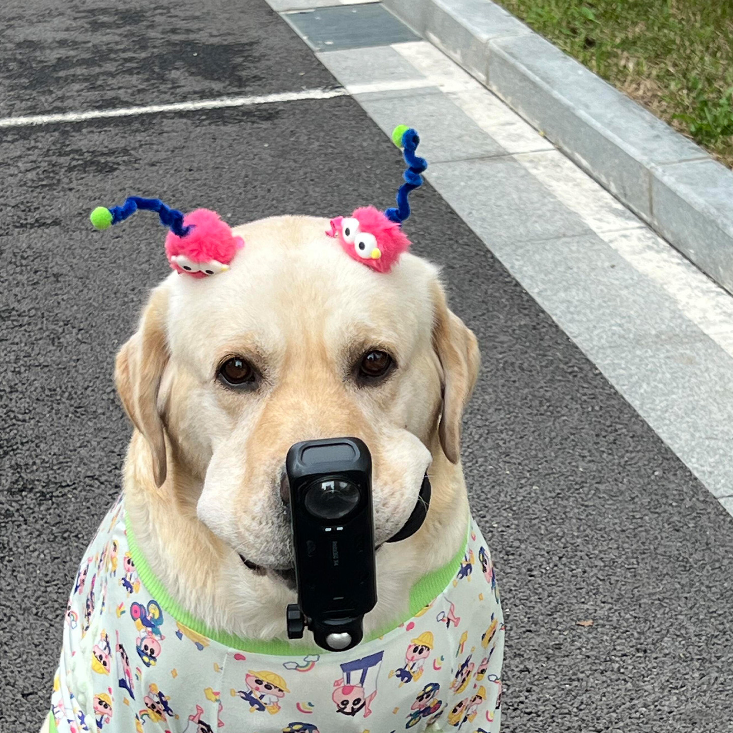 Cute Coal Ball Dog Hair Clip, Large Dog Pet Headpiece | eBay UK